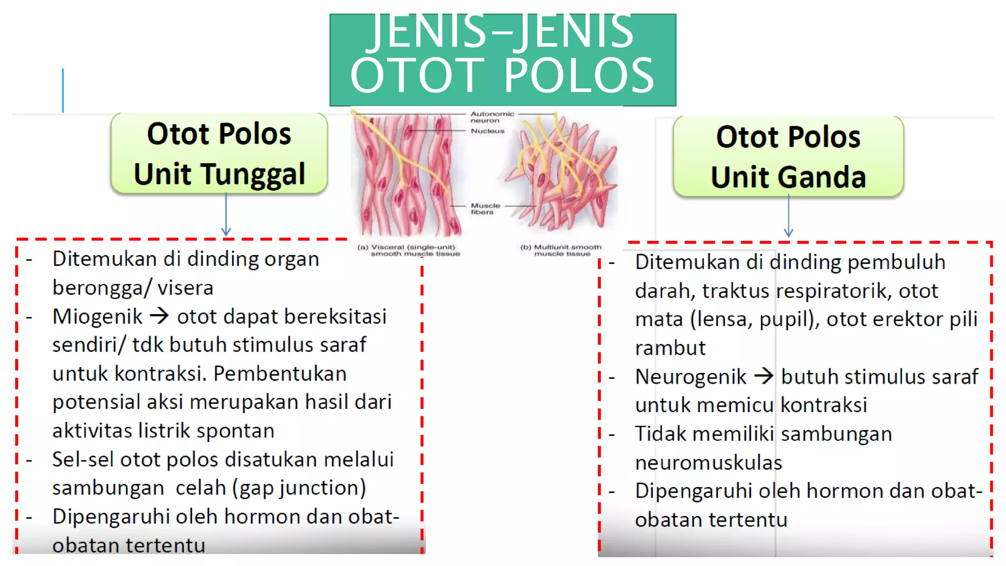 Histologi Sistem Muskular - Histology Muscular System | PPTX