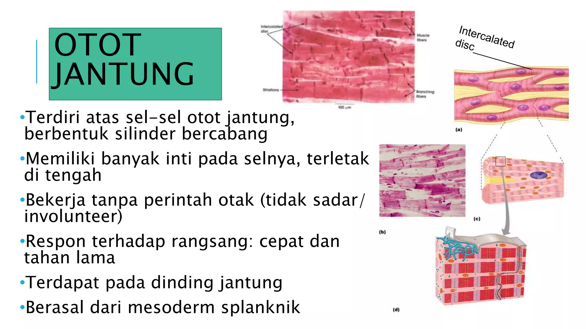 Histologi Sistem Muskular - Histology Muscular System | PPTX