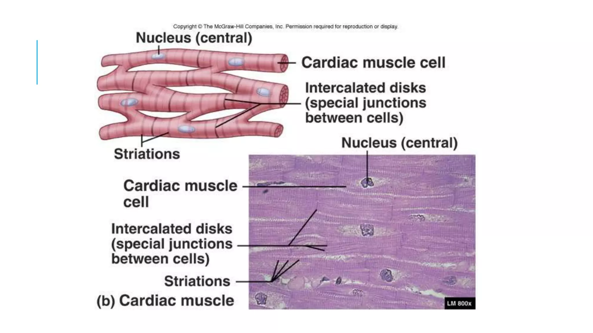 Histologi Sistem Muskular - Histology Muscular System | PPTX