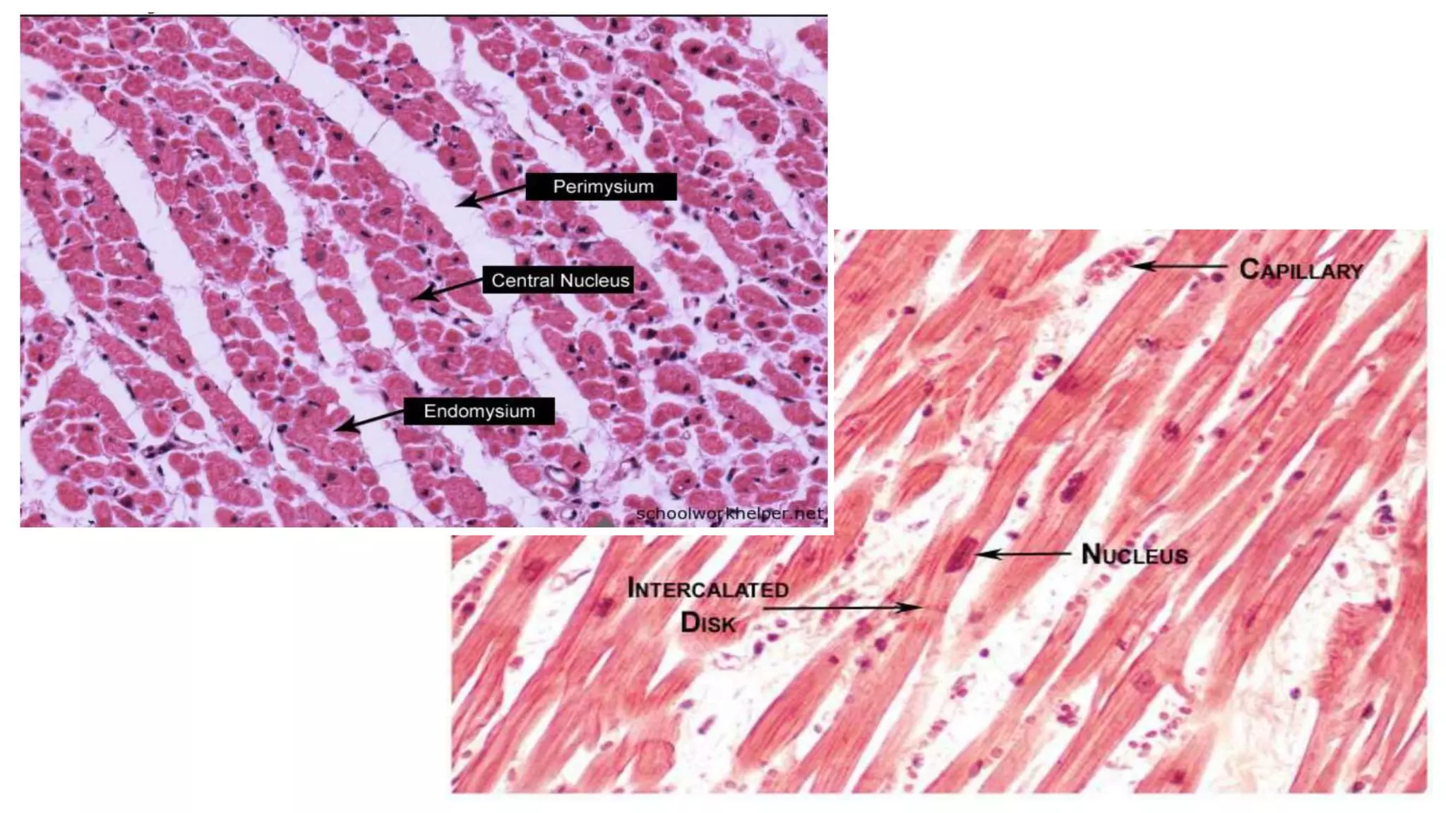 Histologi Sistem Muskular - Histology Muscular System | PPTX