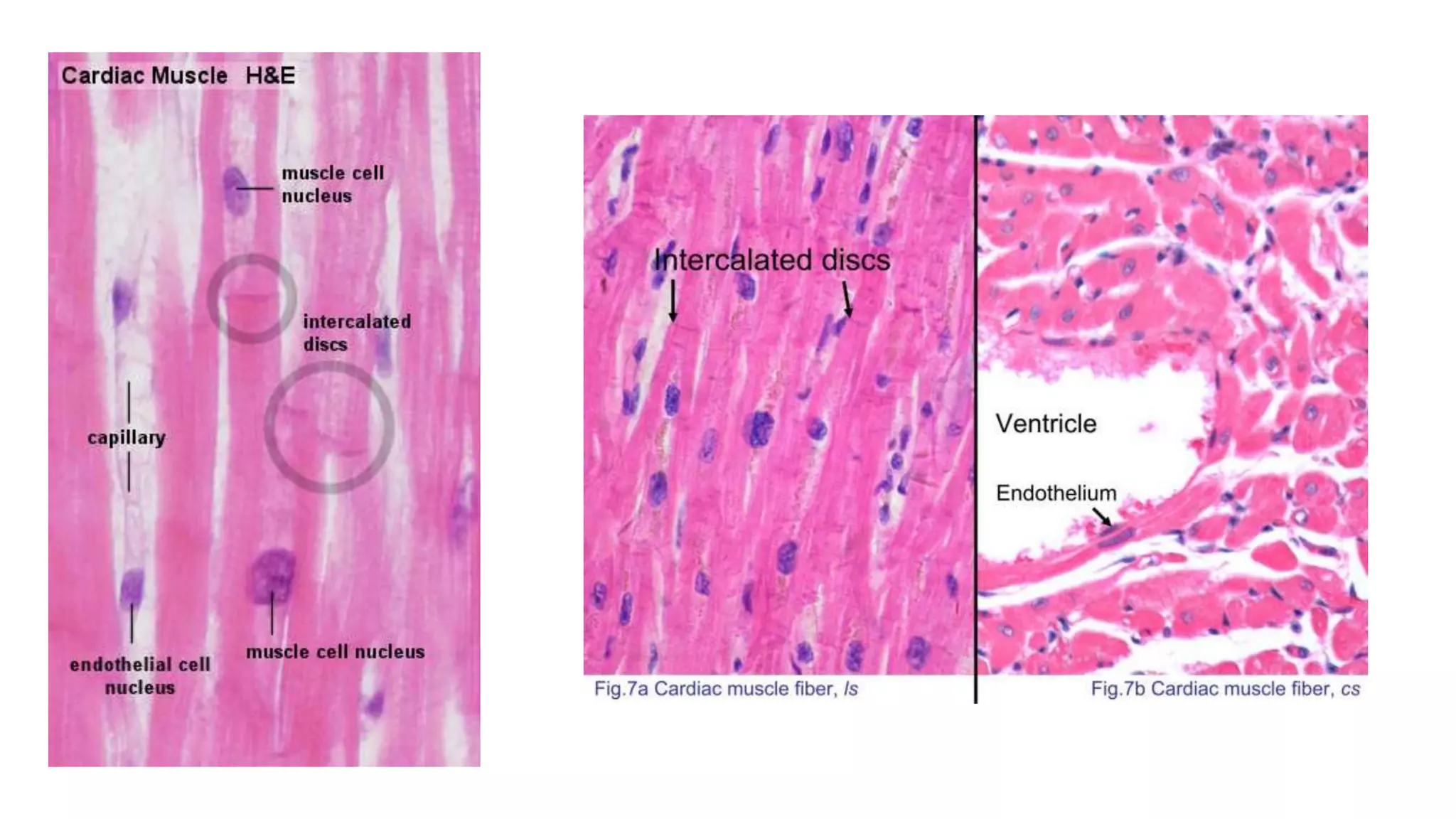 Histologi Sistem Muskular - Histology Muscular System | PPTX