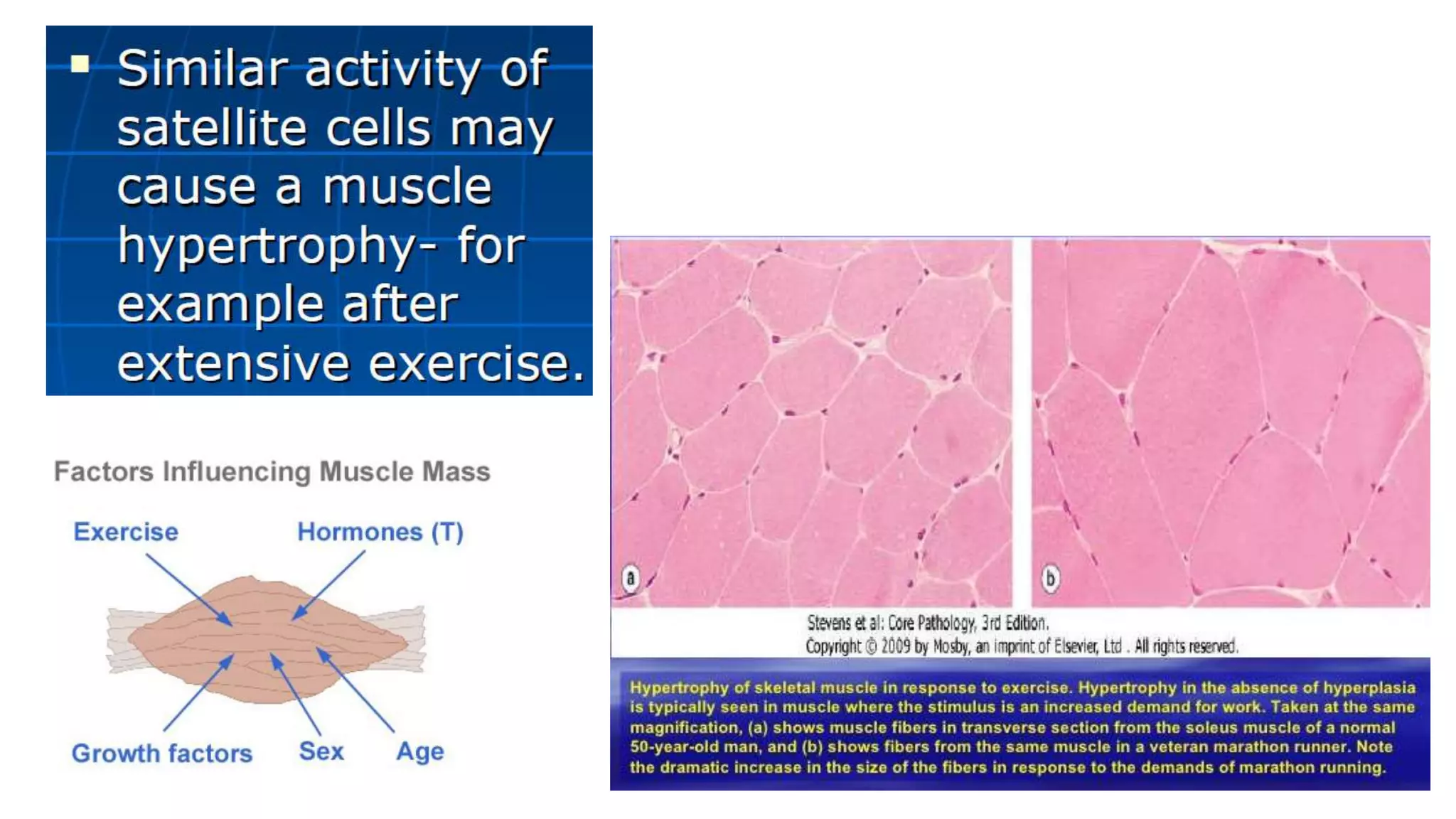 Histologi Sistem Muskular - Histology Muscular System | PPTX