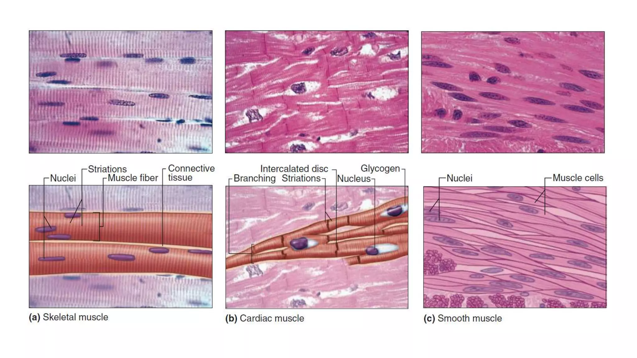 Histologi Sistem Muskular - Histology Muscular System | PPTX