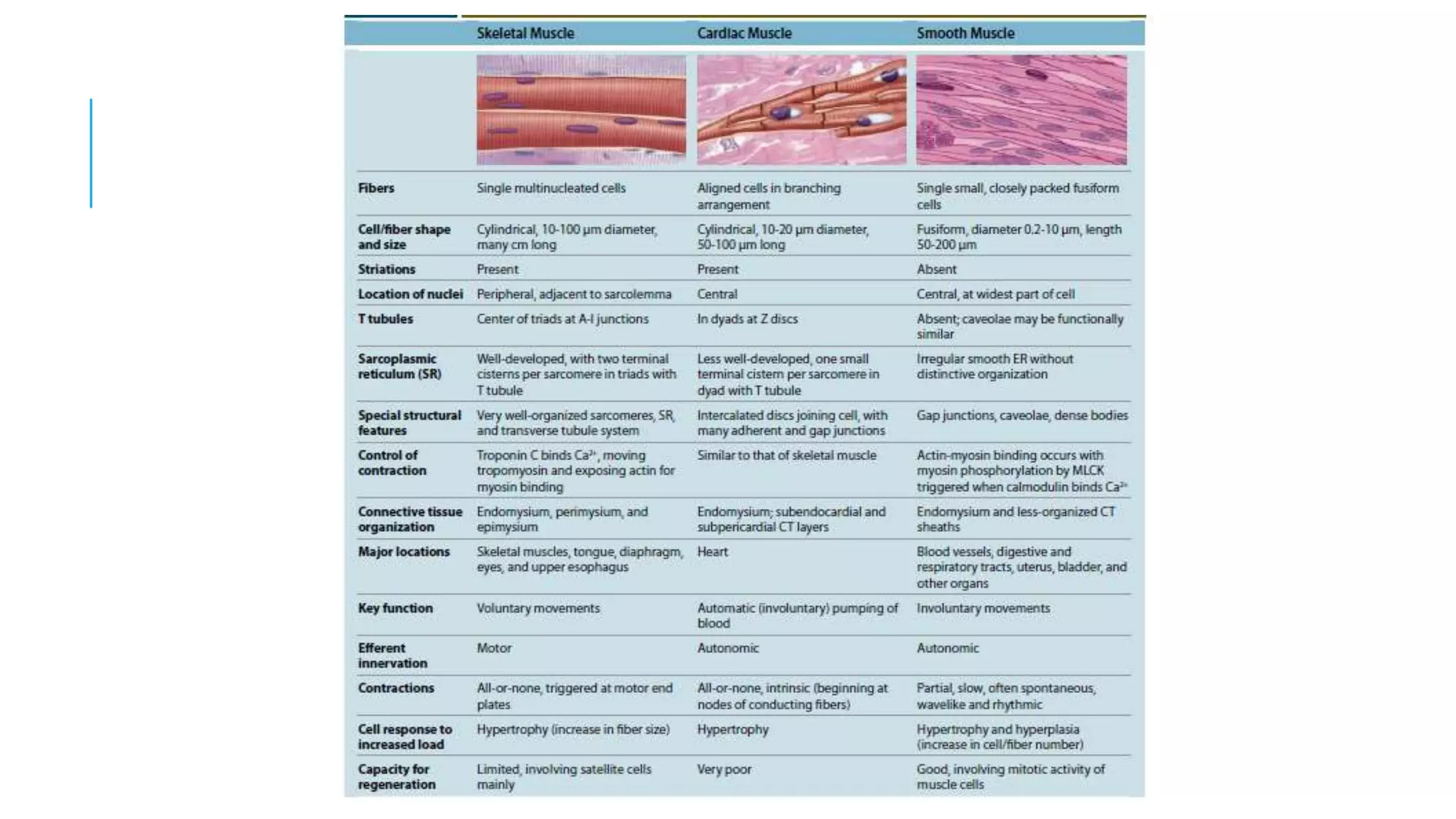 Histologi Sistem Muskular - Histology Muscular System | PPTX