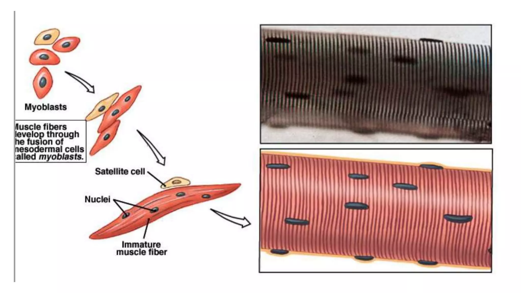 Histologi Sistem Muskular - Histology Muscular System | PPTX