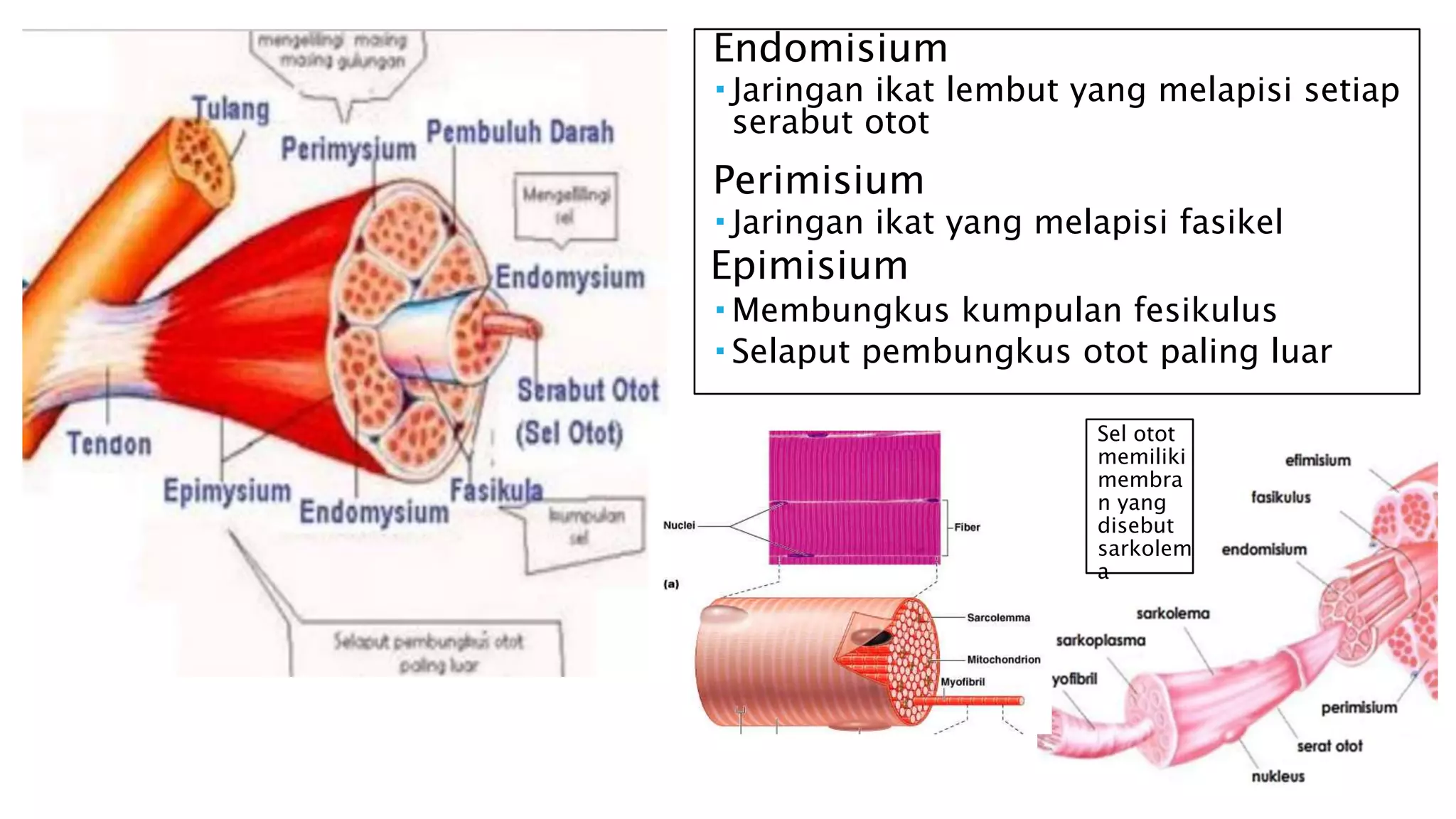 Histologi Sistem Muskular - Histology Muscular System | PPTX