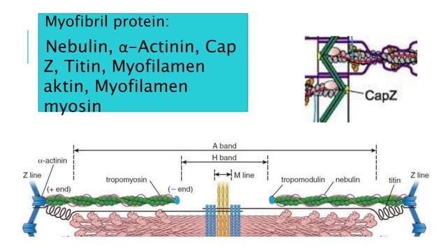 Histologi Sistem Muskular - Histology Muscular System | PPTX