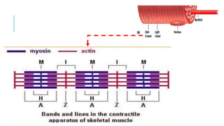 Histologi Sistem Muskular - Histology Muscular System | PPTX
