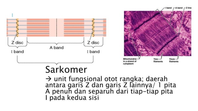 Histologi Sistem Muskular - Histology Muscular System | PPTX