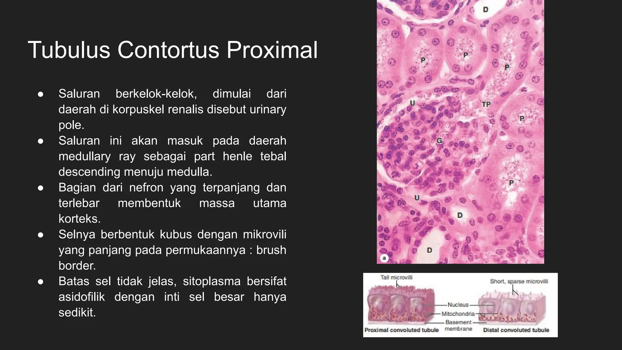 Histologi Sistem Urinaria (1).pptxHistologi Sistem Urinaria (1 ...