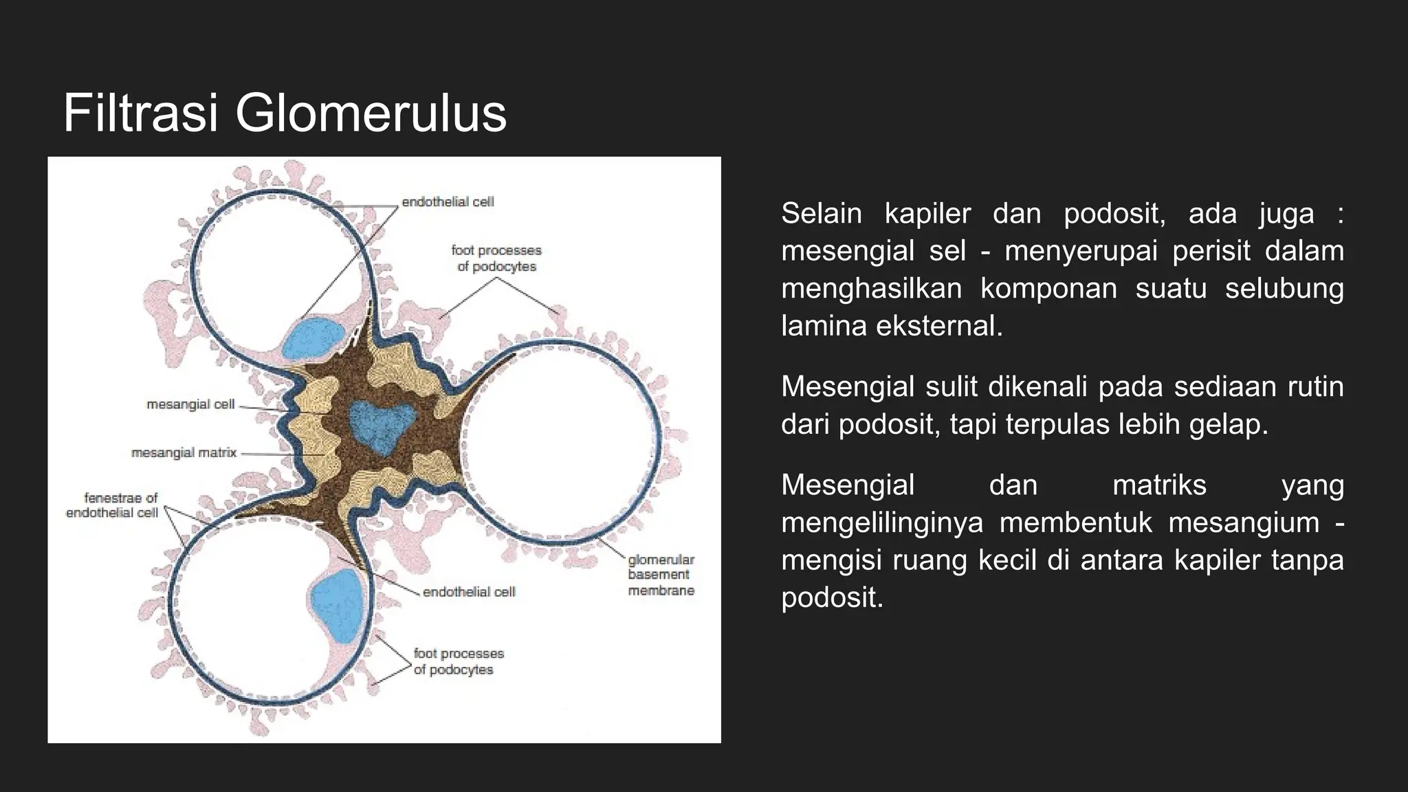 Histologi Sistem Urinaria (1).pptxHistologi Sistem Urinaria (1 ...