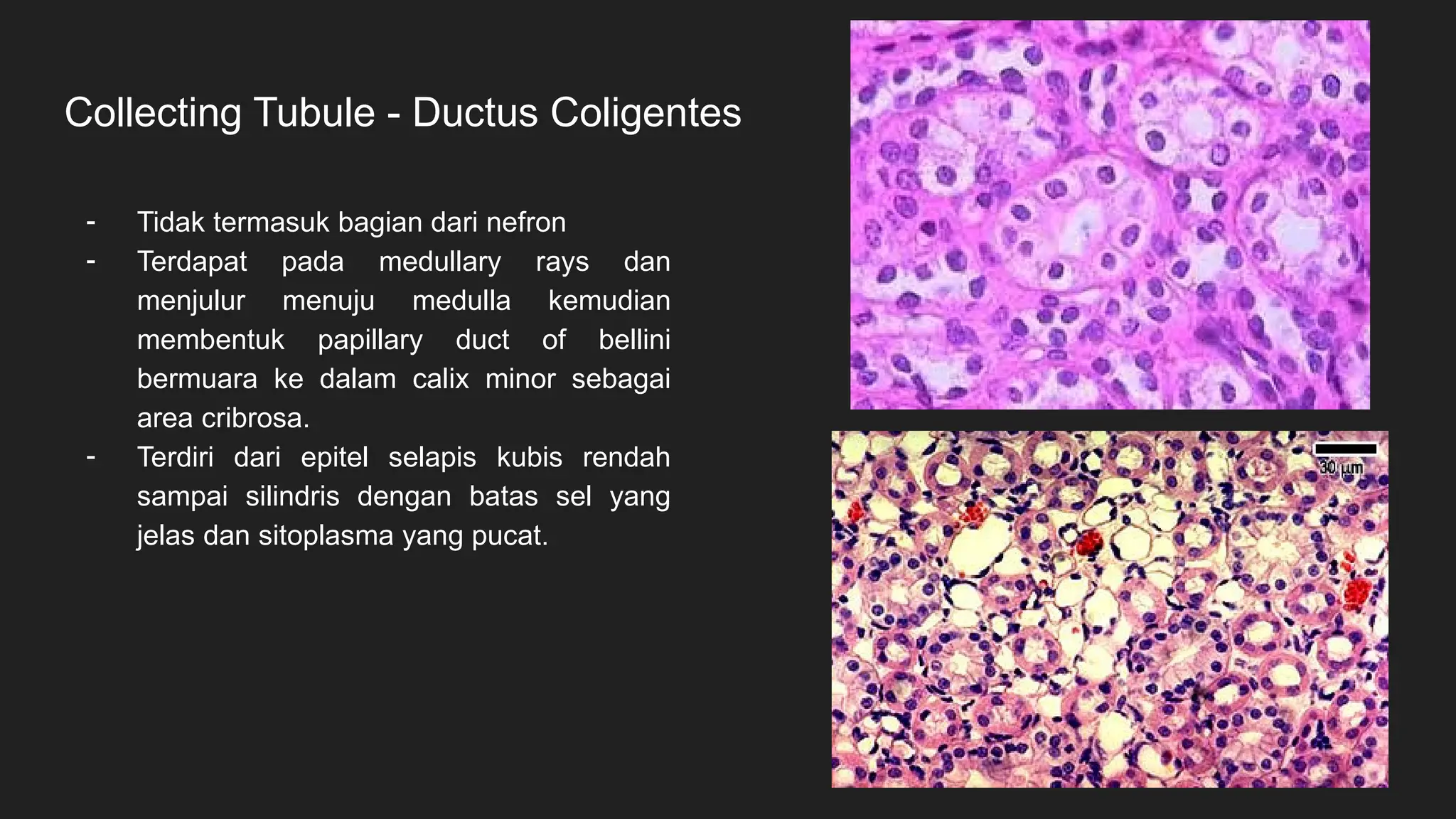 Histologi Sistem Urinaria (1).pptxHistologi Sistem Urinaria (1 ...