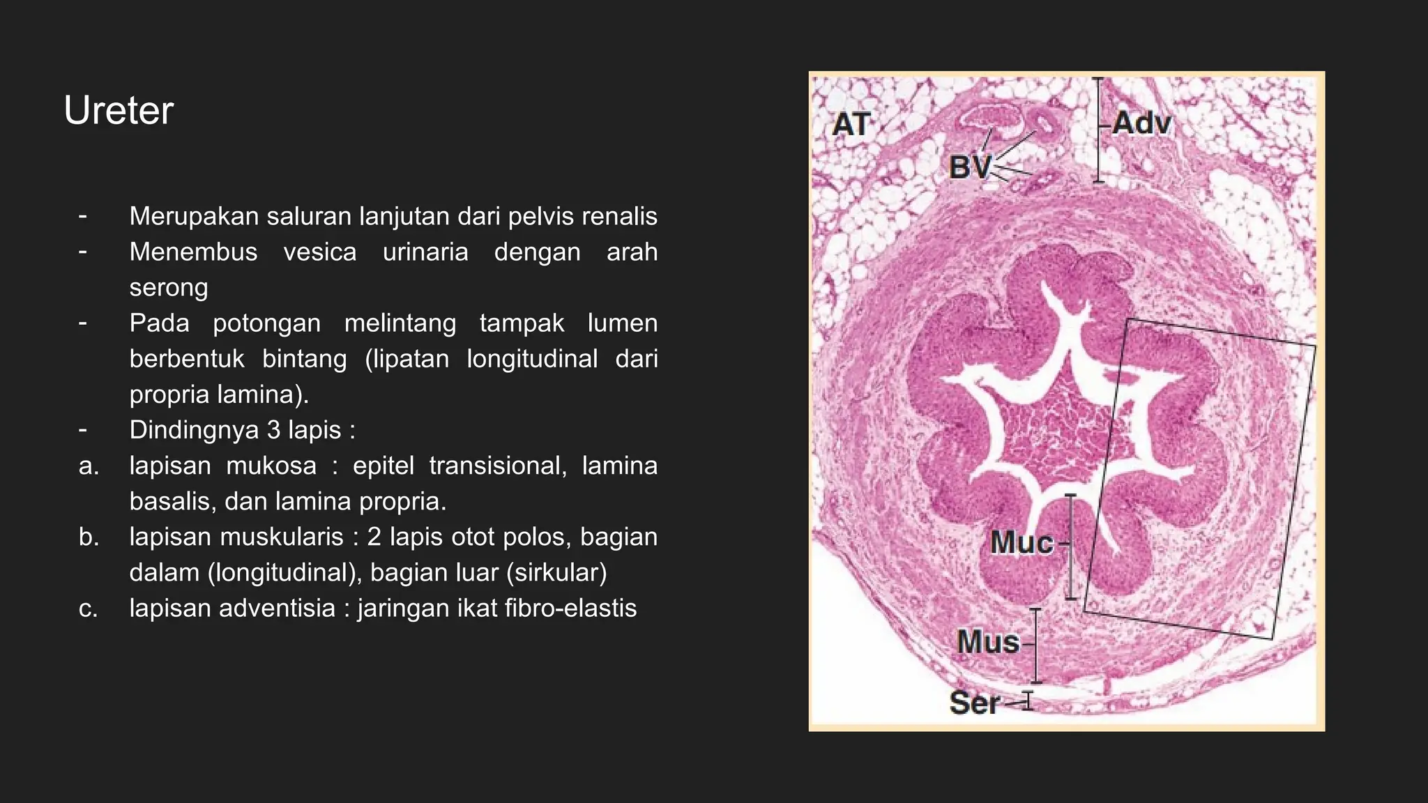 Histologi Sistem Urinaria (1).pptxHistologi Sistem Urinaria (1 ...