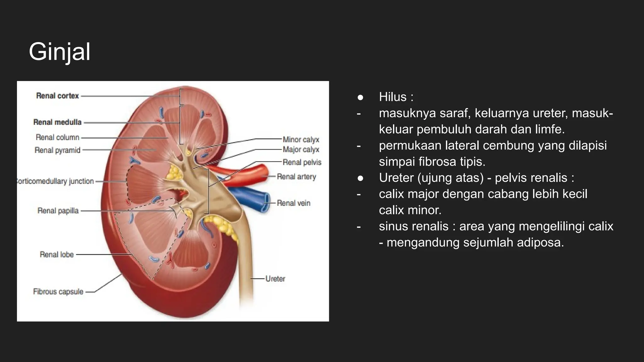 Histologi Sistem Urinaria (1).pptxHistologi Sistem Urinaria (1 ...