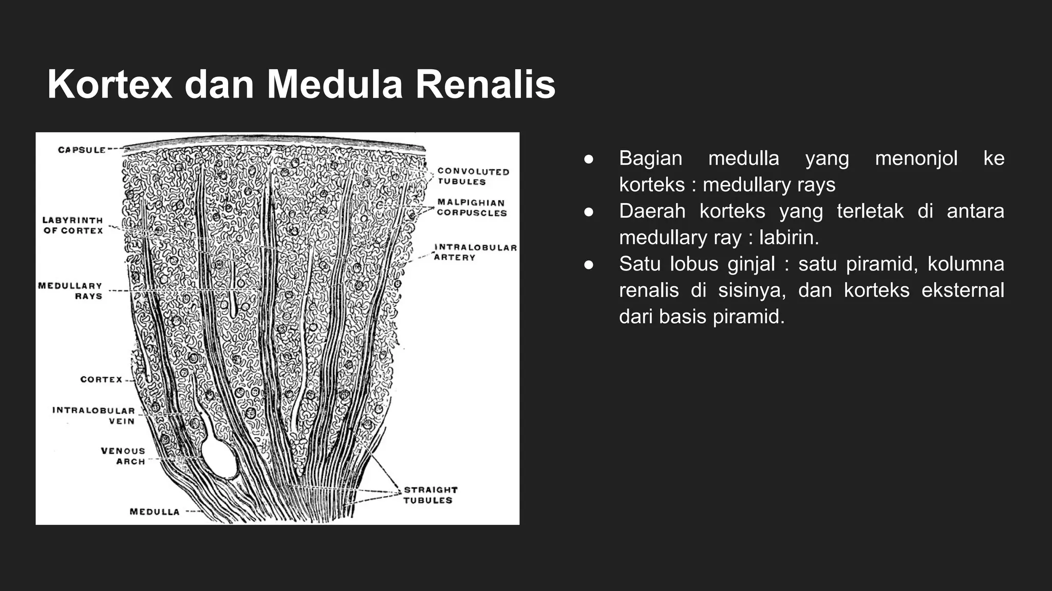 Histologi Sistem Urinaria (1).pptxHistologi Sistem Urinaria (1 ...
