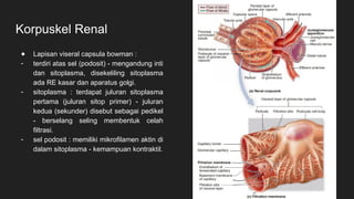 Histologi Sistem Urinaria (1).pptxHistologi Sistem Urinaria (1 ...