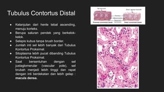 Histologi Sistem Urinaria (1).pptxHistologi Sistem Urinaria (1 ...