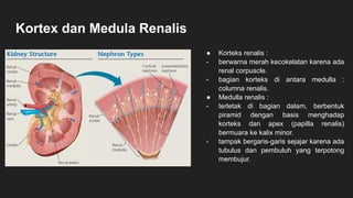 Histologi Sistem Urinaria (1).pptxHistologi Sistem Urinaria (1 ...