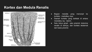 Histologi Sistem Urinaria (1).pptxHistologi Sistem Urinaria (1 ...