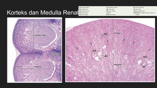 Histologi Sistem Urinaria (1).pptxHistologi Sistem Urinaria (1 ...