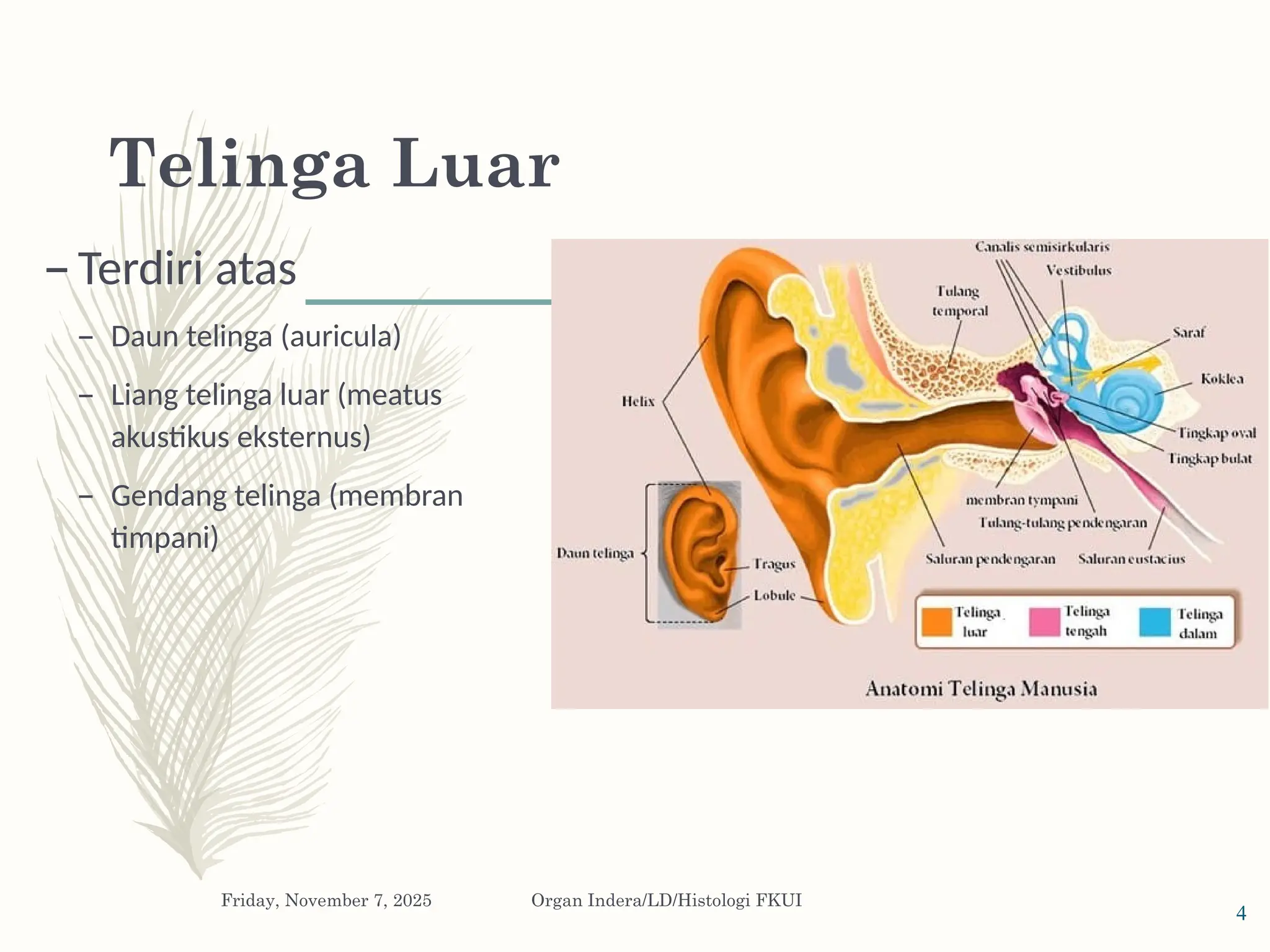 Histologi organ sensoris telinga hidung.ppt