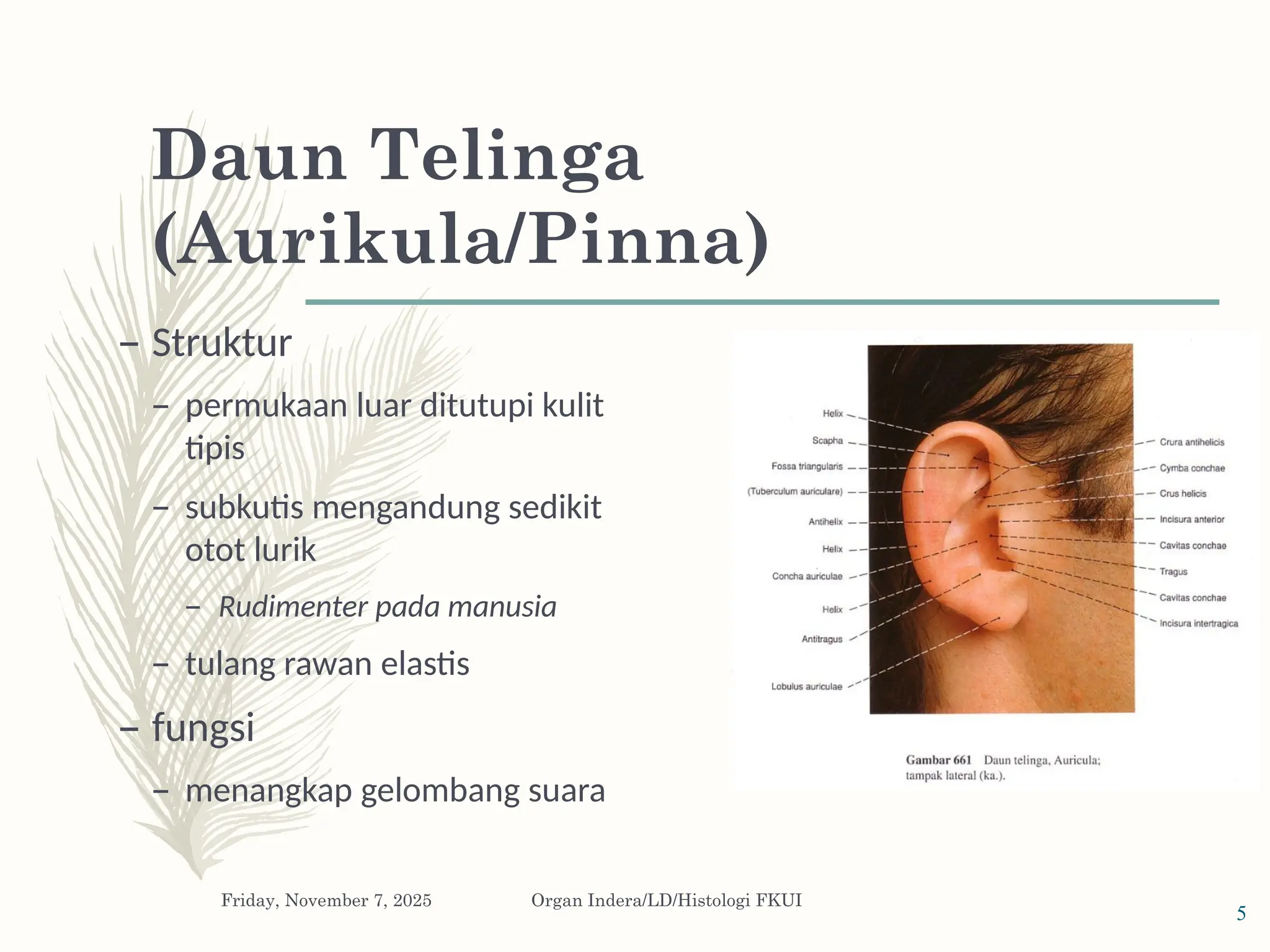Histologi organ sensoris telinga hidung.ppt