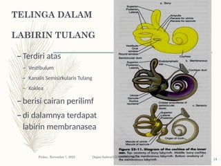 Histologi organ sensoris telinga hidung.ppt