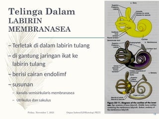 Histologi organ sensoris telinga hidung.ppt