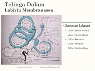 Histologi organ sensoris telinga hidung.ppt