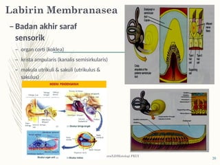 Histologi organ sensoris telinga hidung.ppt