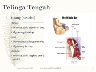 Histologi organ sensoris telinga hidung.ppt