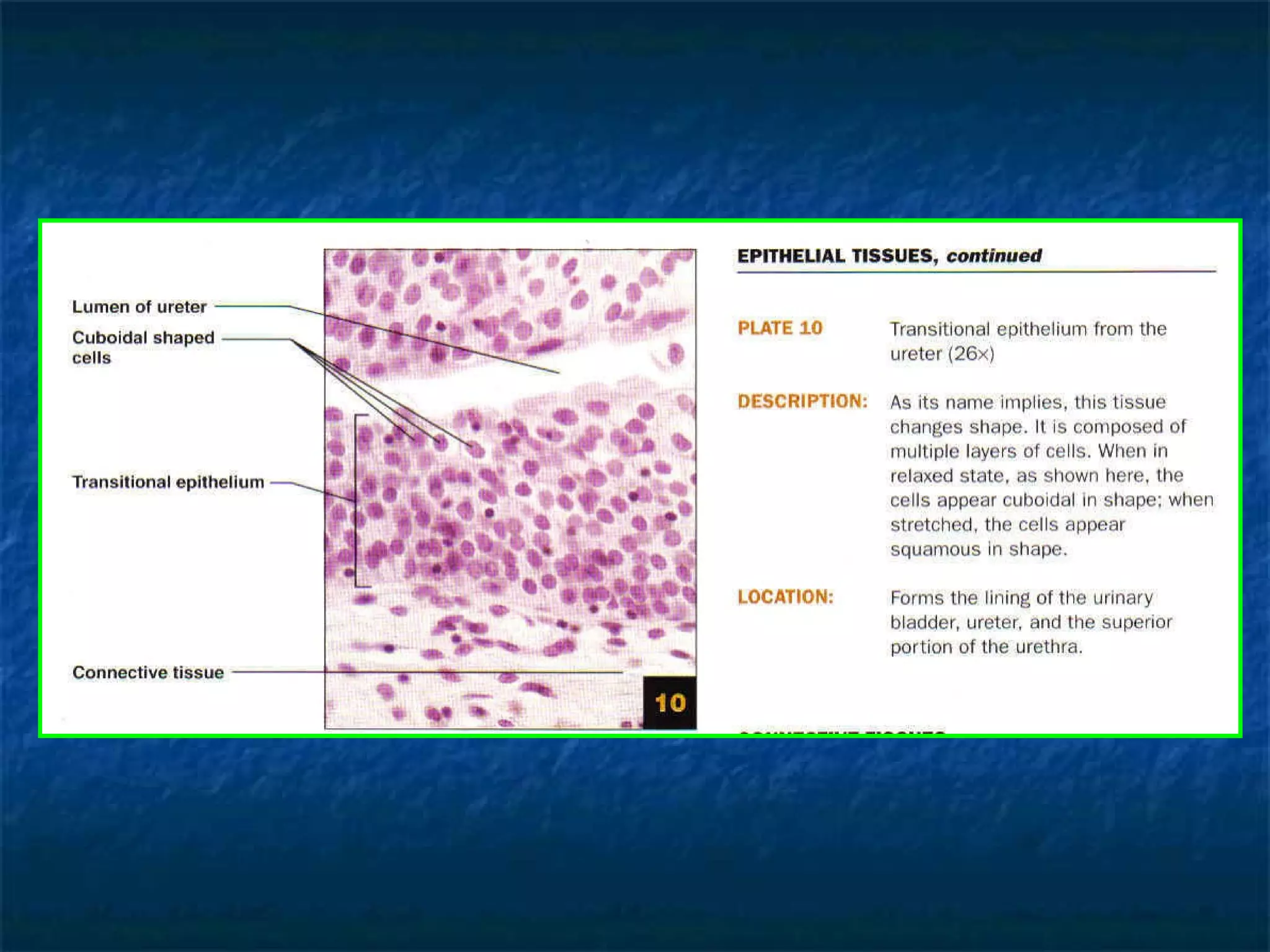 Histology | PPT