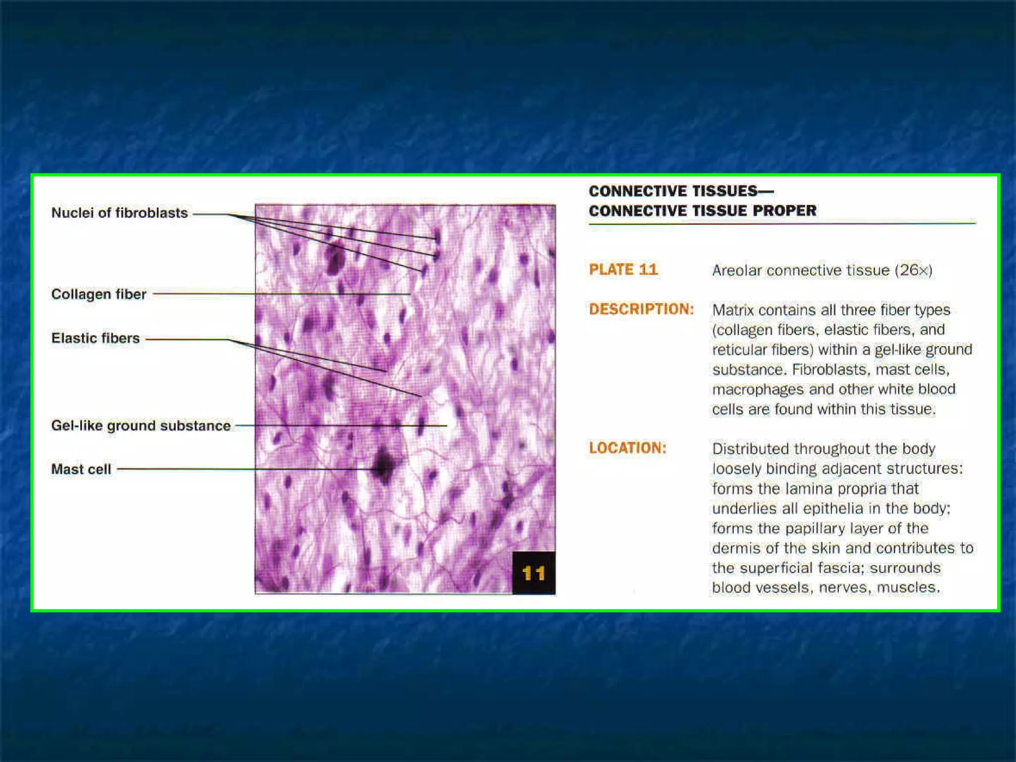 Histology | PPT