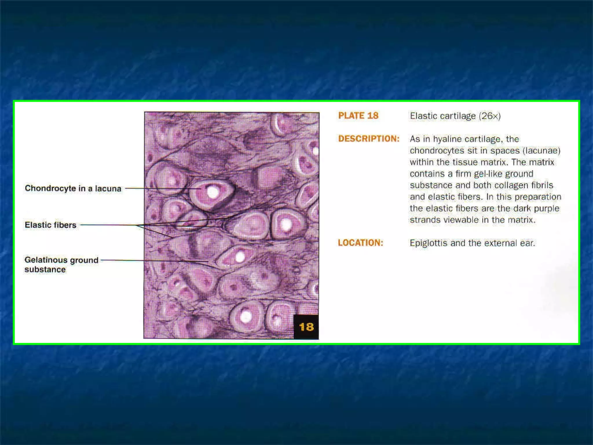 Histology | PPT