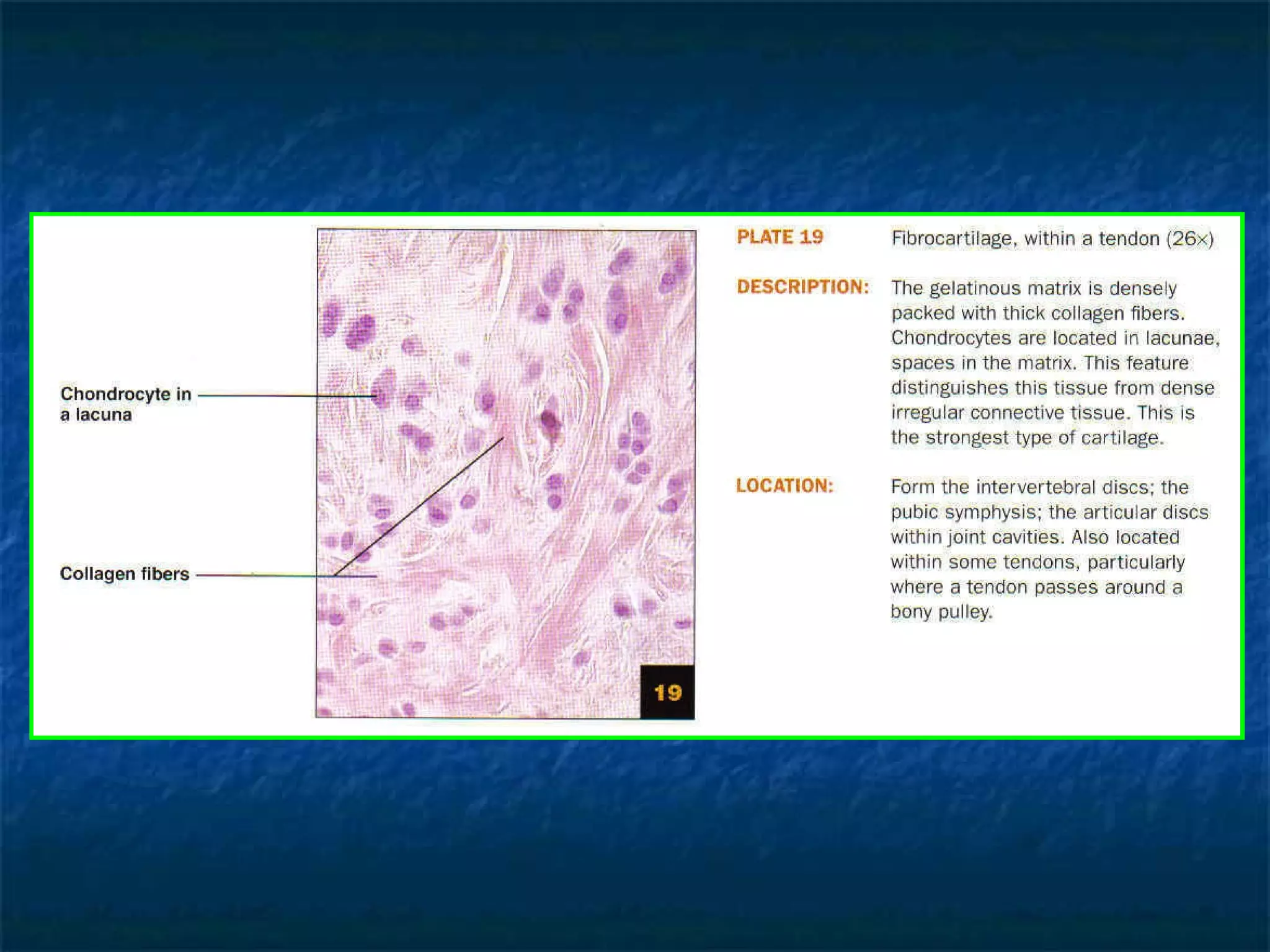 Histology | PPT