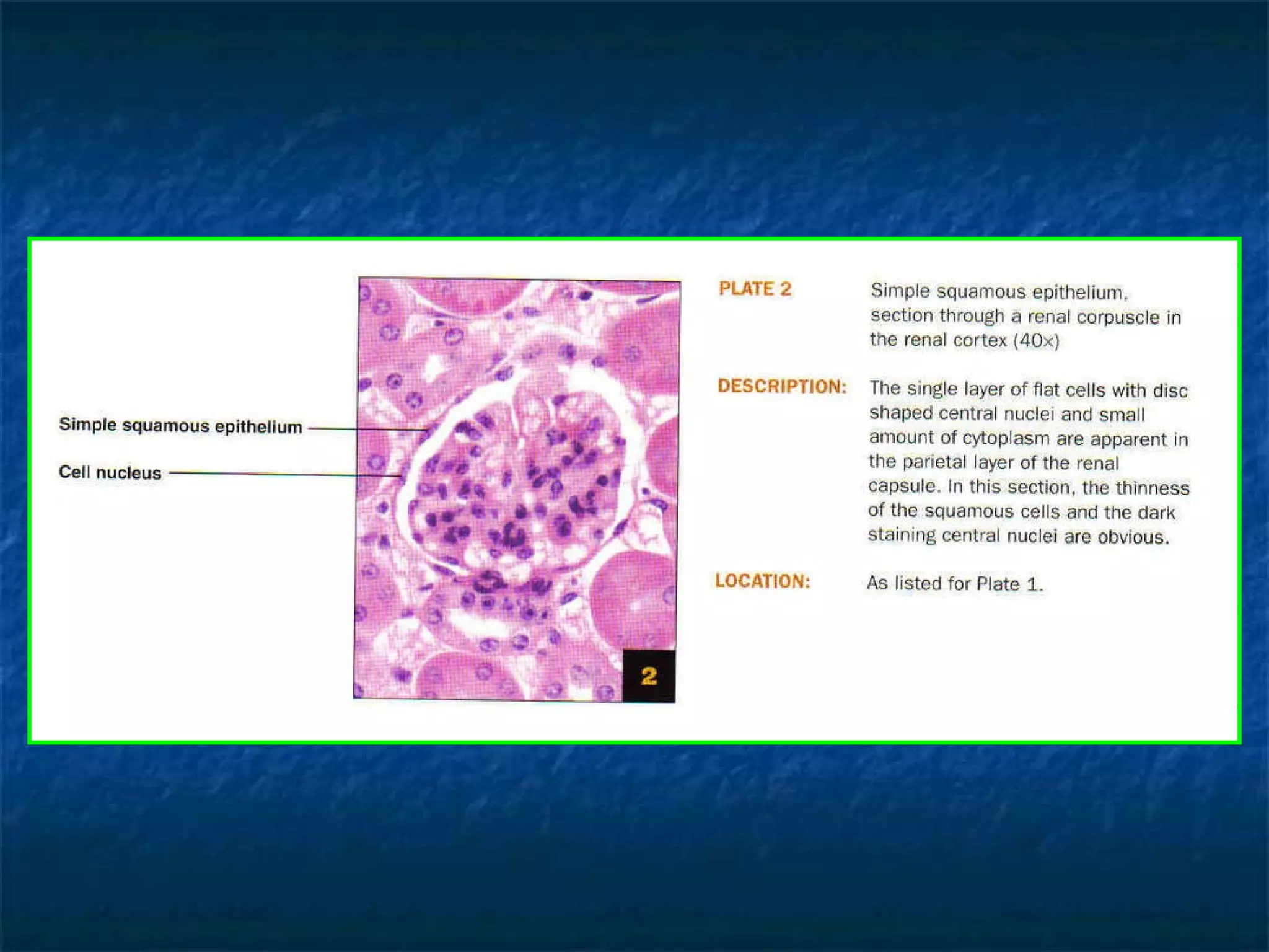 Histology | PPT