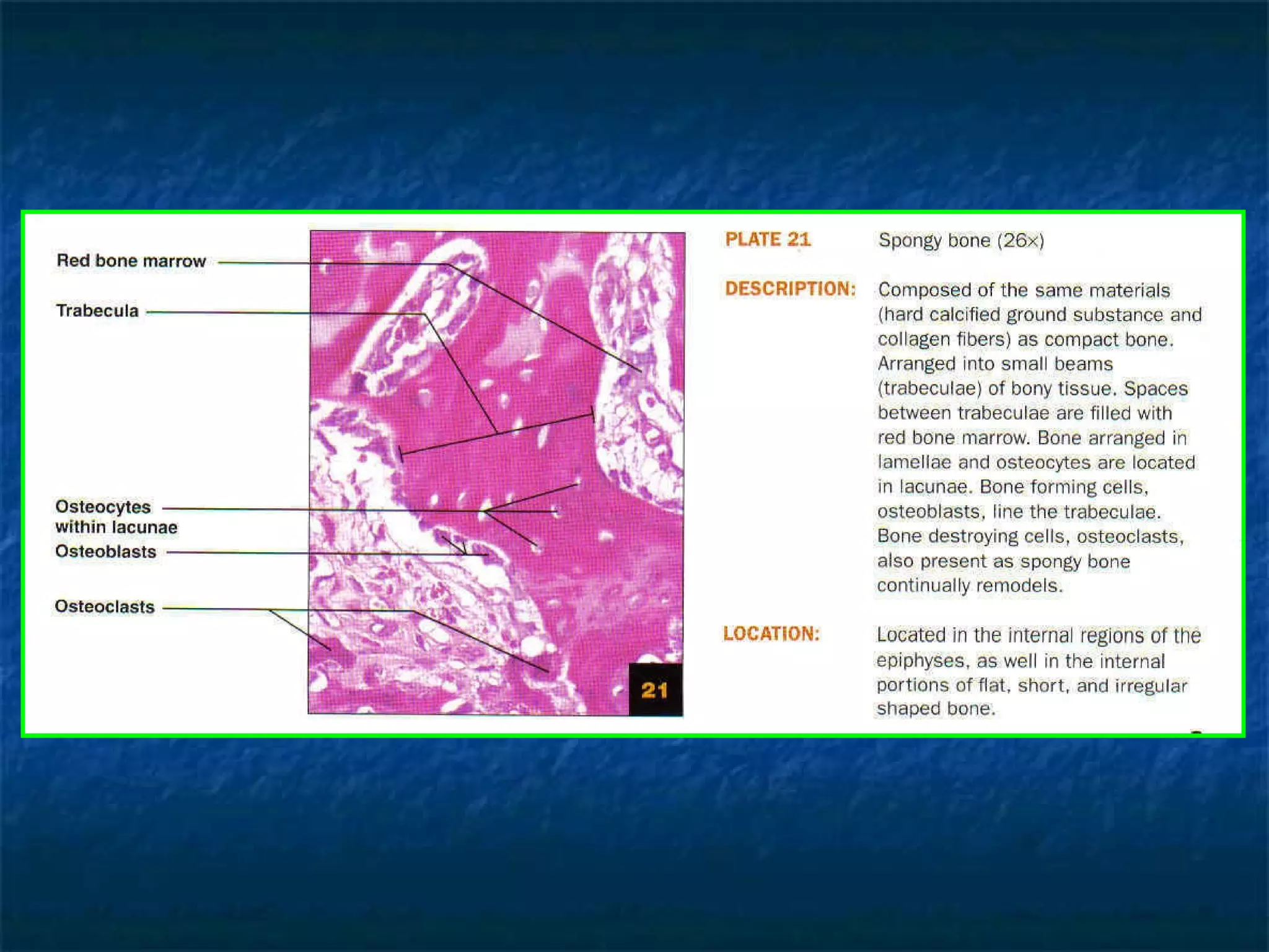 Histology | PPT