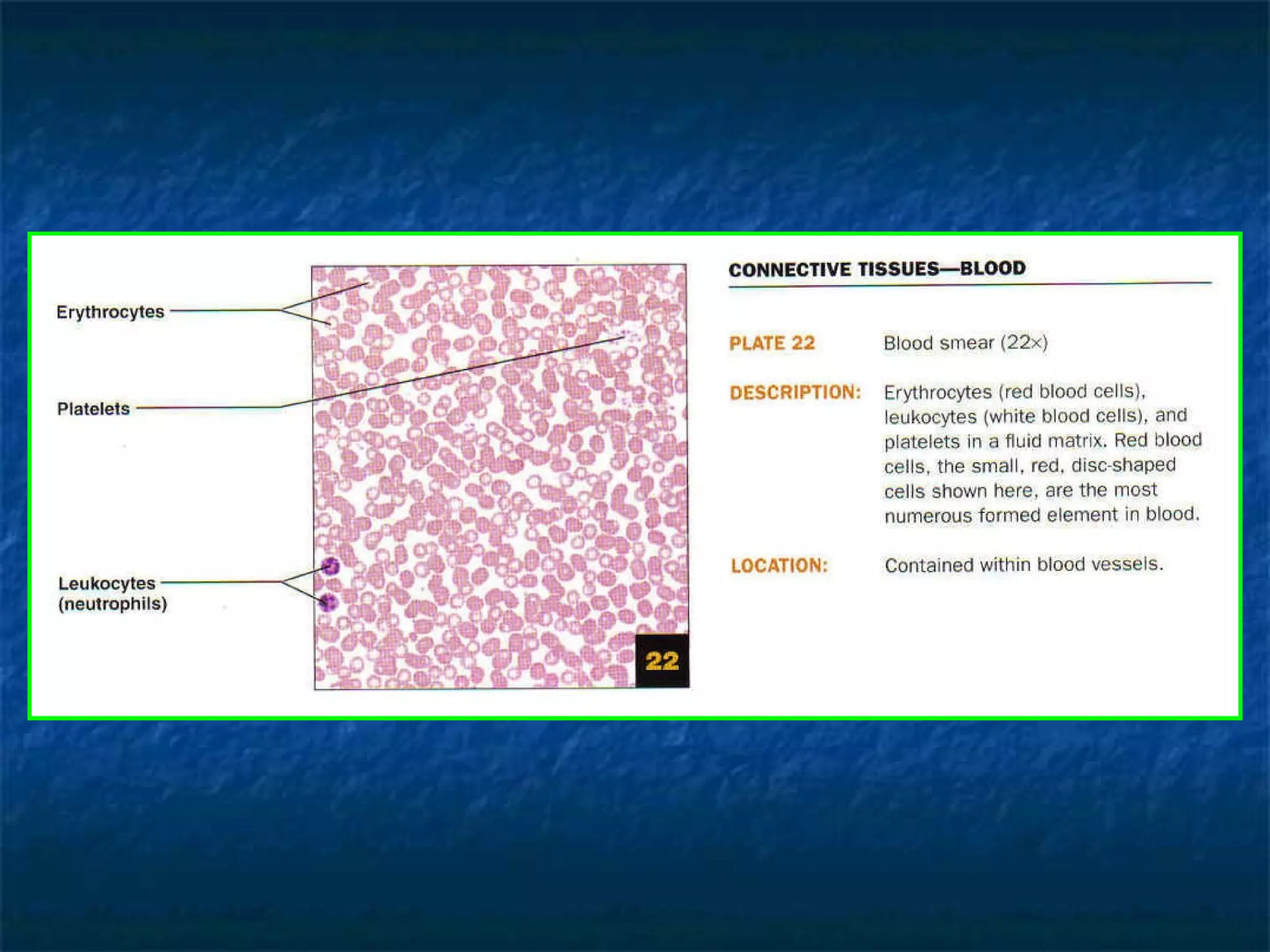 Histology | PPT