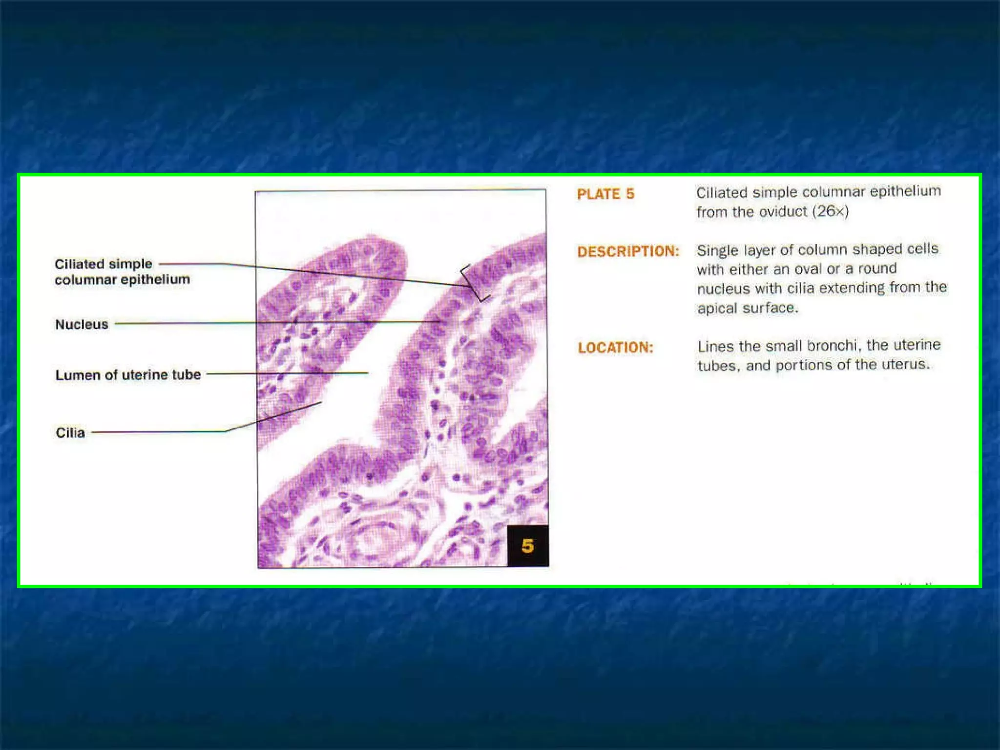 Histology | PPT