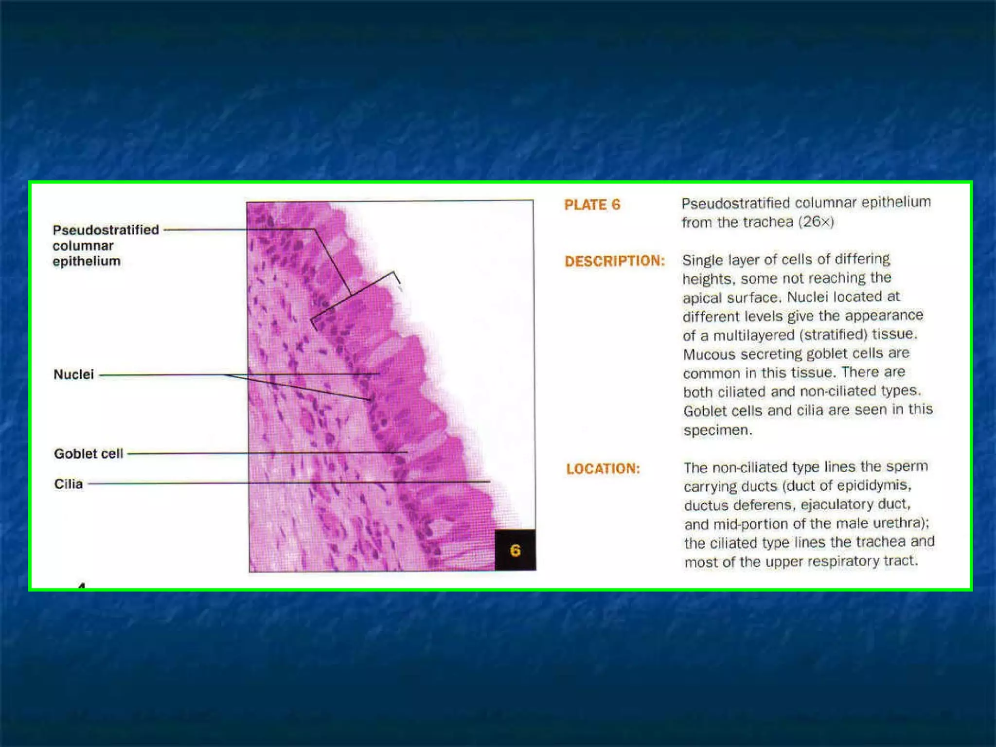 Histology | PPT