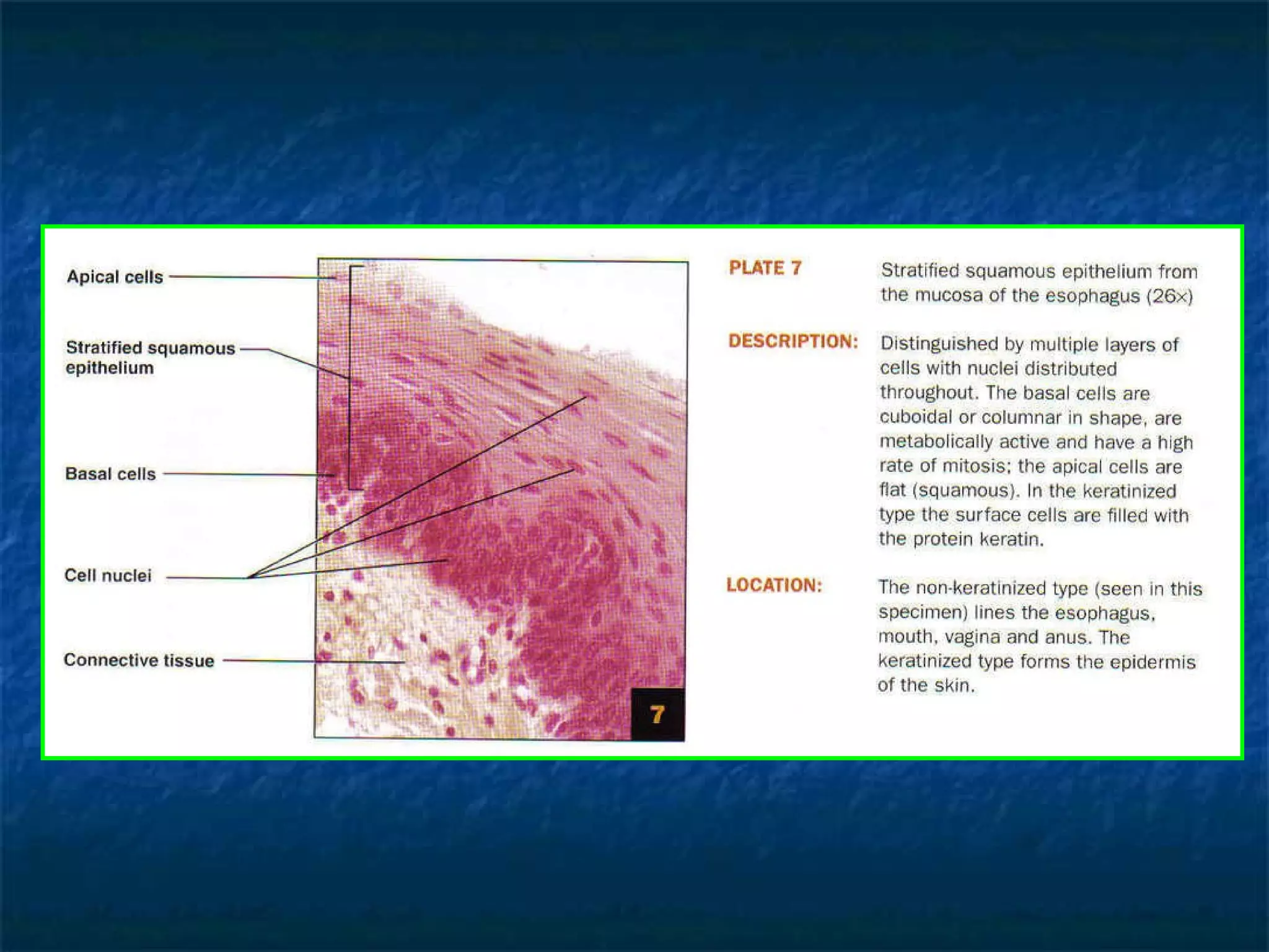 Histology | PPT