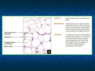 Histology | PPT