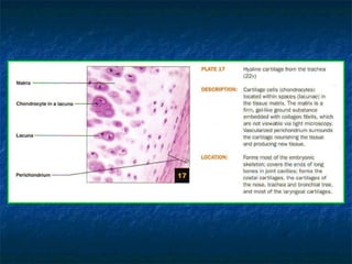 Histology | PPT