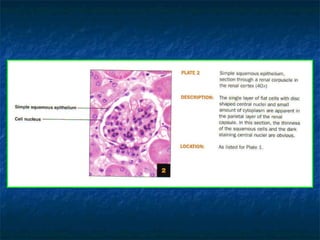 Histology | PPT