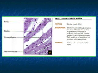Histology | PPT