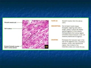 Histology | PPT