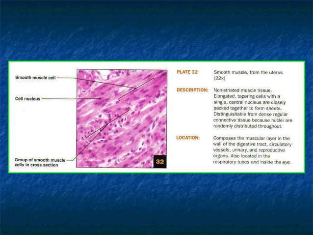Histology | PPT