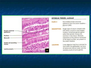 Histology | PPT