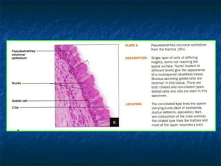 Histology | PPT