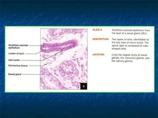 Histology | PPT